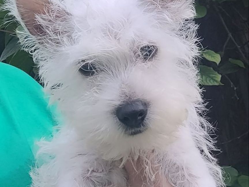 Вест хайленд вайт терьер