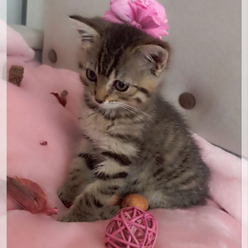 Красивая,робкая девочка Мэни ищет дом