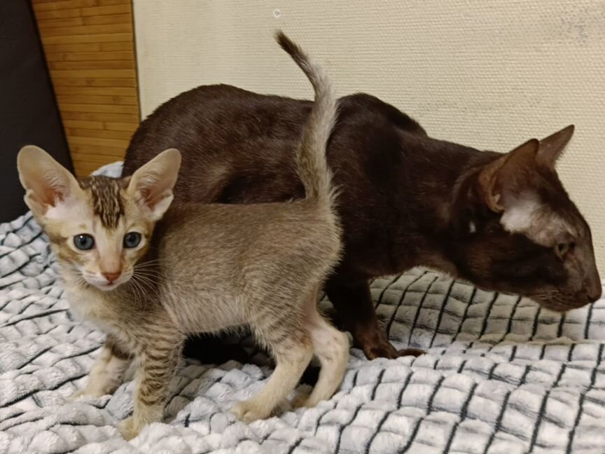 Ориентальные котята