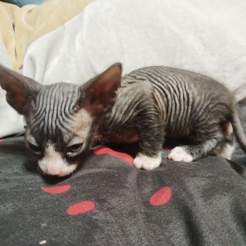 Котенок сфинкс