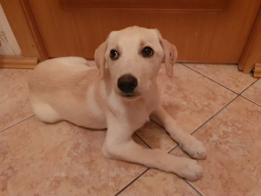 Метисы лабрадора оказались на улице. Необходим дом