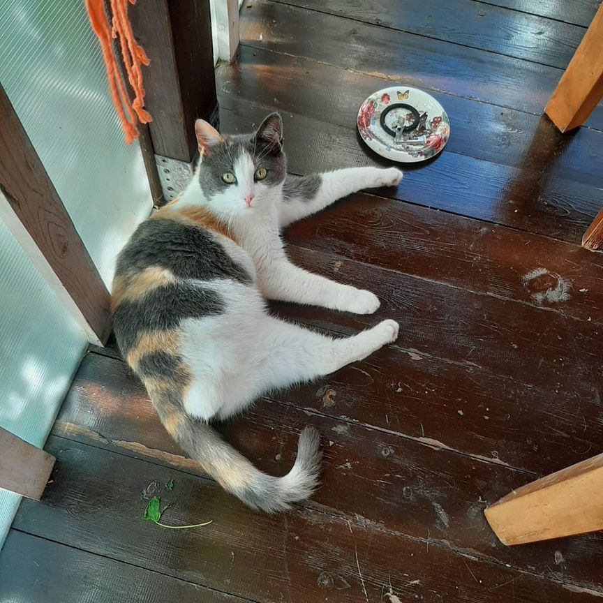 Кошка трехлапая