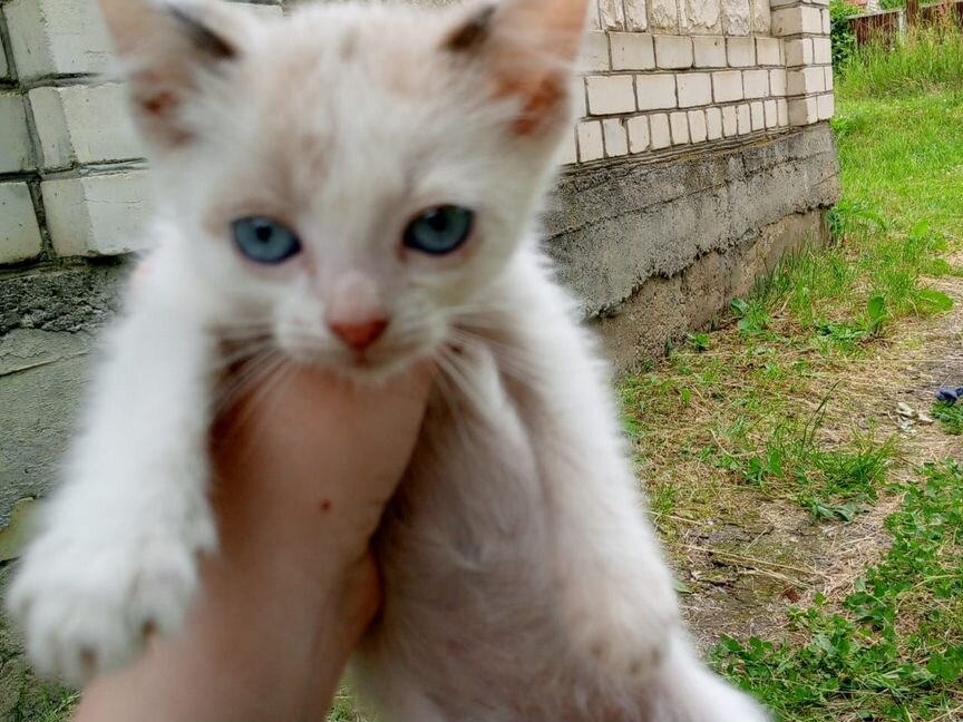 Милые пушистики