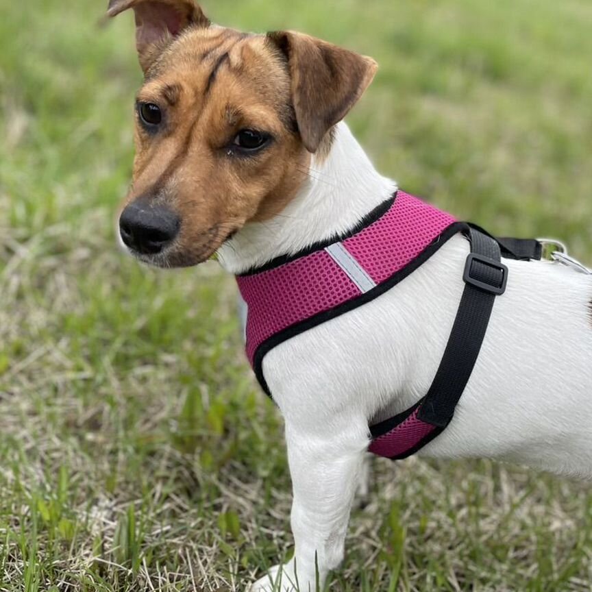 Джек-рассел-терьер, щенок