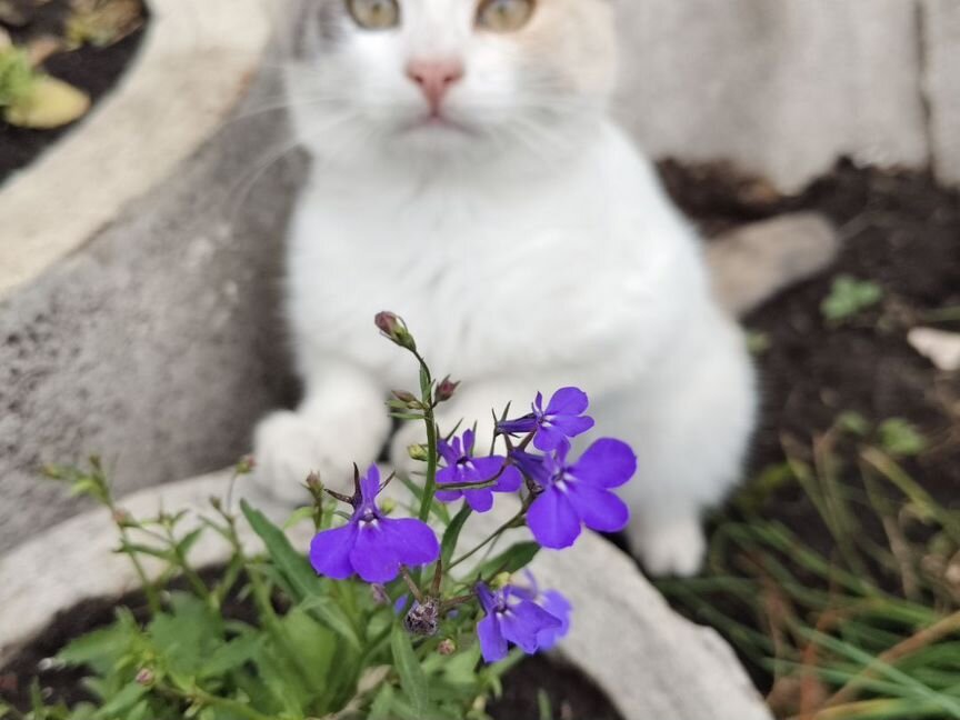 Кошка