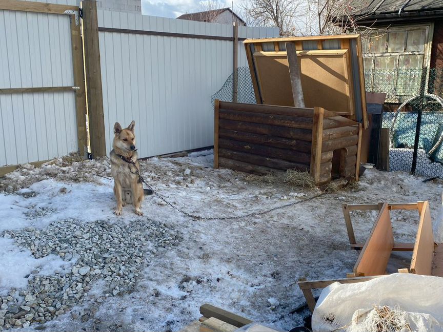 Отдам в добрые руки