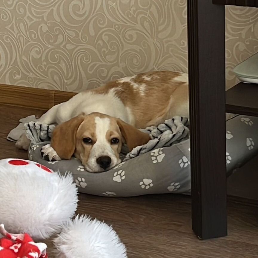 Собака в добрые руки