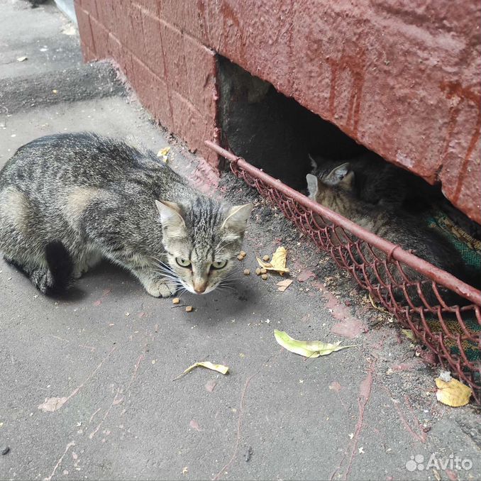 Домашняя кошка родила котят живут на улице