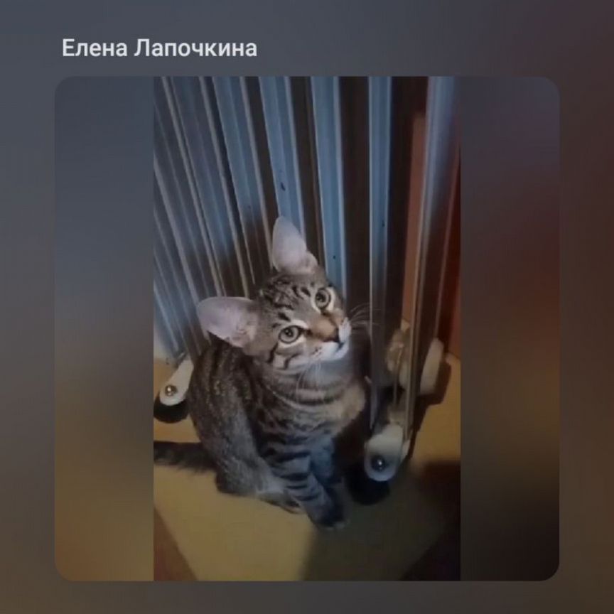 Котята в добрые руки