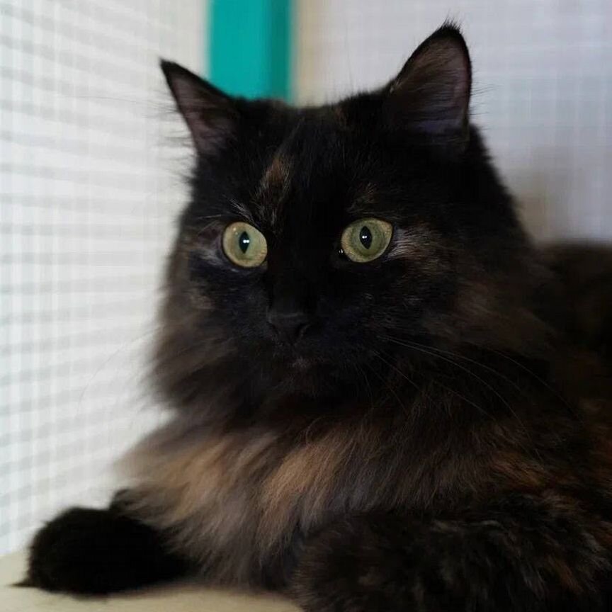 Кошка бобтейл в добрые руки