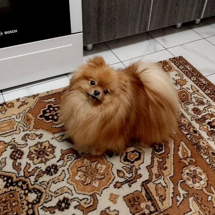 Шпиц вязка мини померанчик