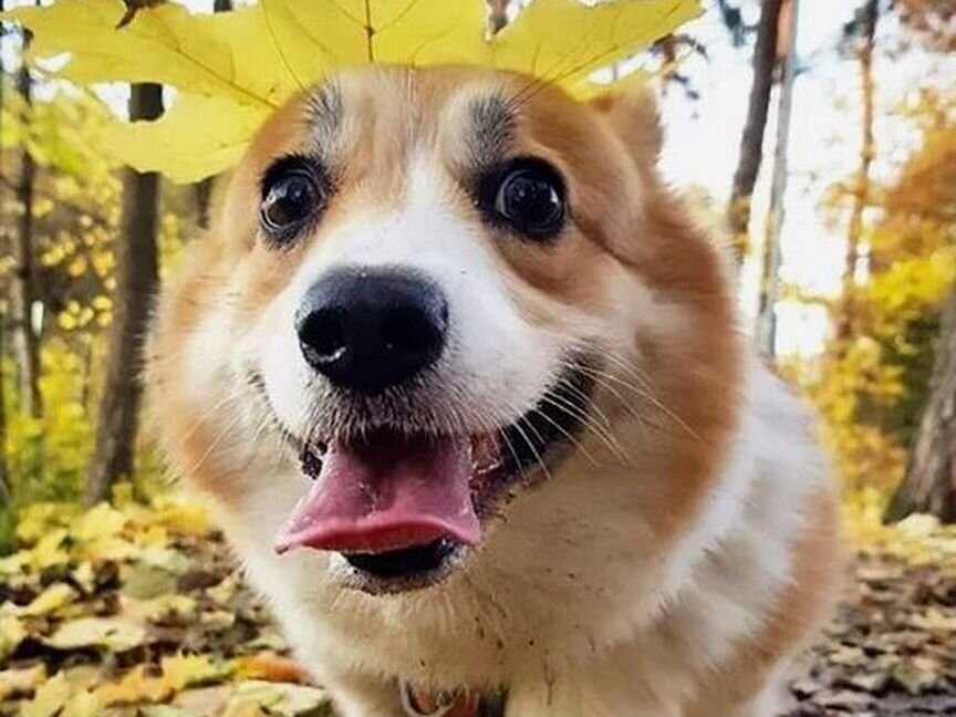 Симпатичный корги для фотосессии