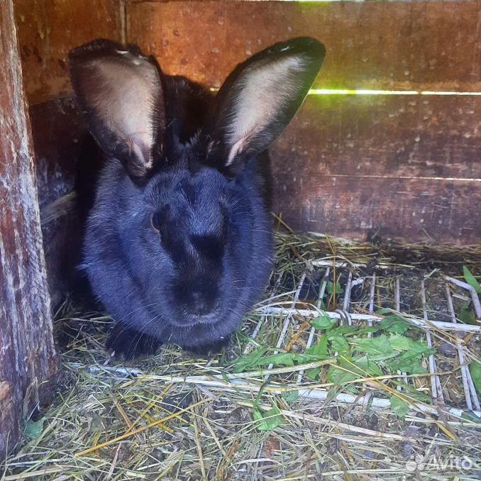 Кролики гиганты