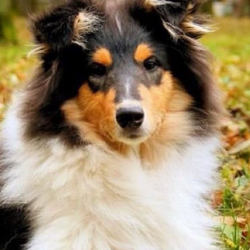 Щенок колли, девочка
