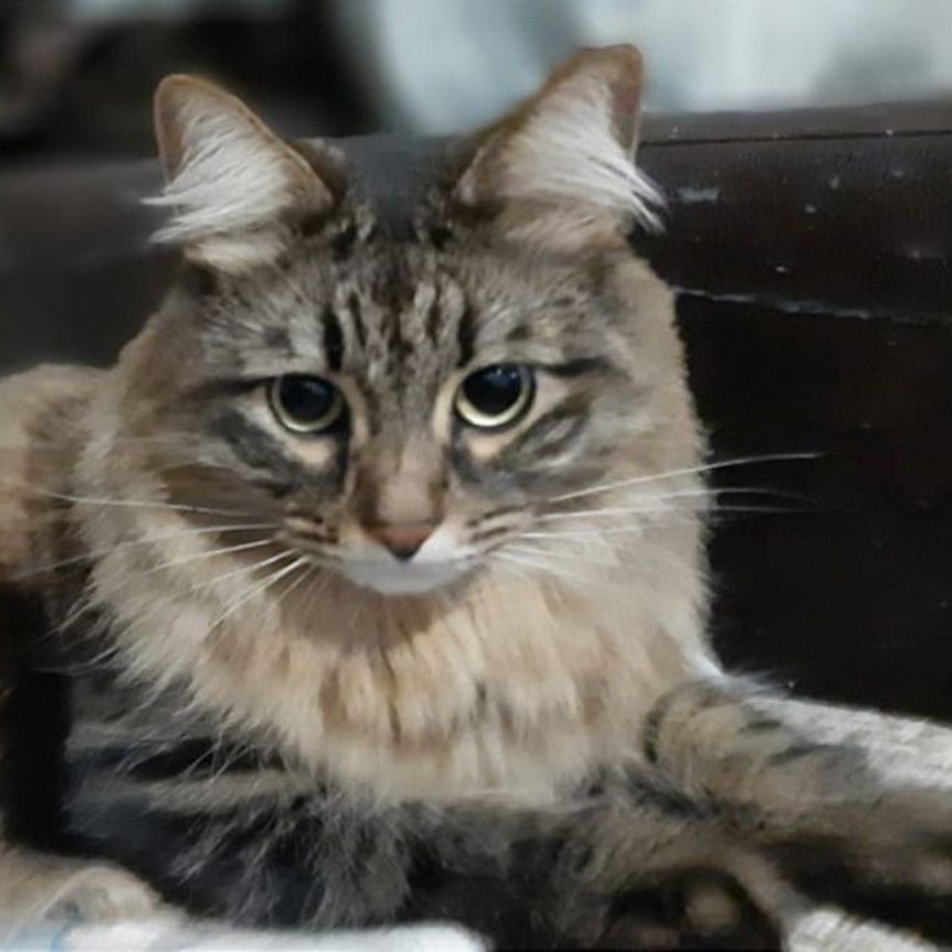Котики бесплатно в добрые руки