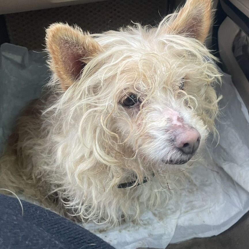 Вест-хайленд-уайт-терьер, взрослая собака