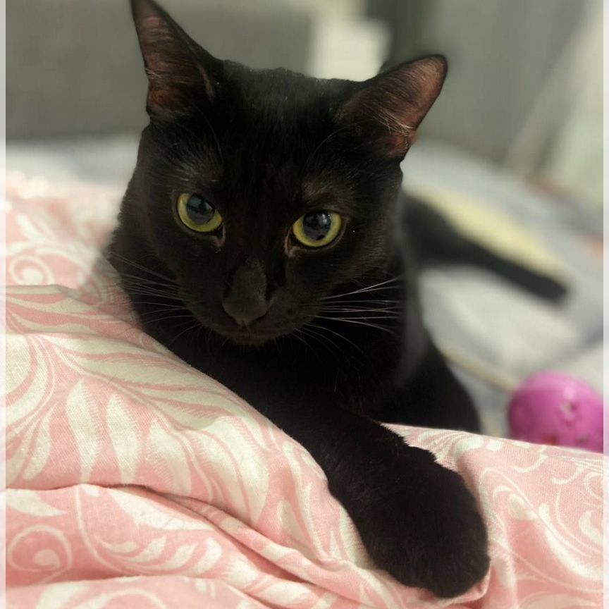 Взрослая кошка в добрые руки