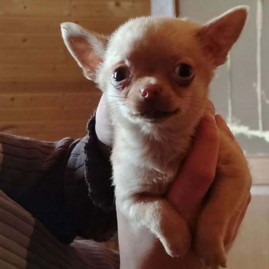 Чихуахуа, щенок