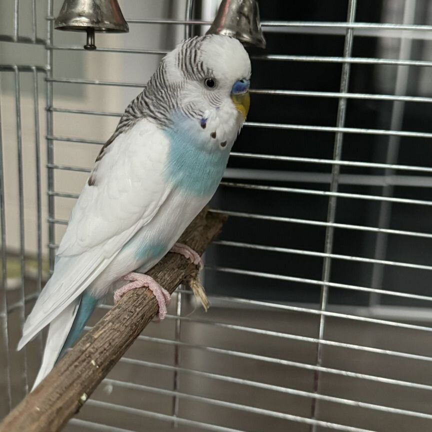 Попугай получех с клеткой