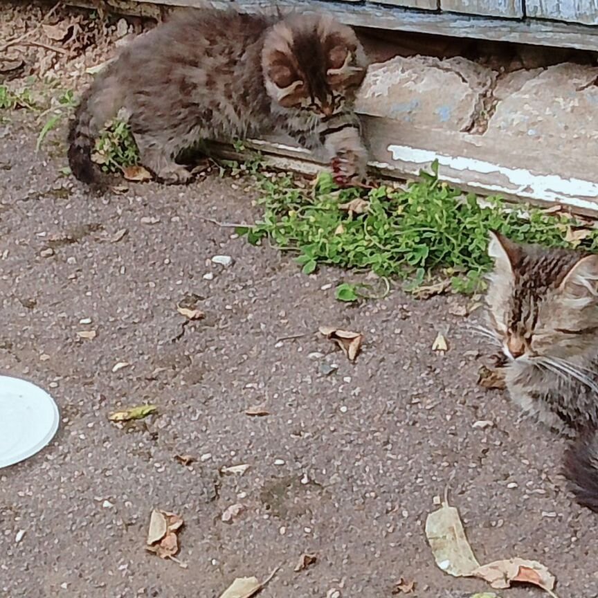 Котёнок 2 месяца