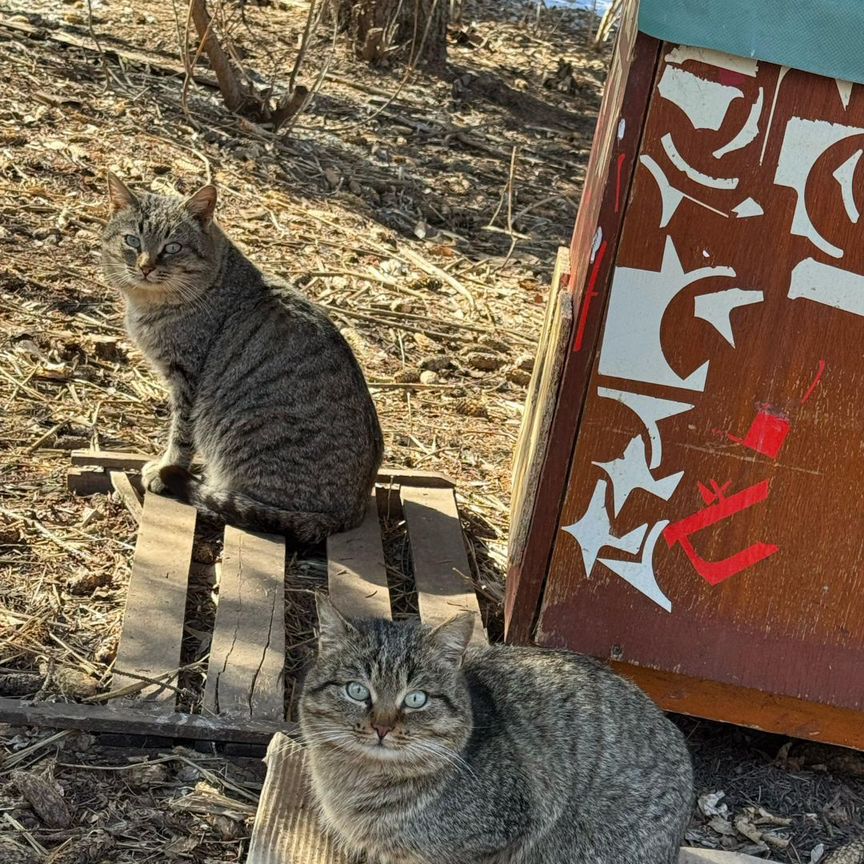 Коты в добрые руки