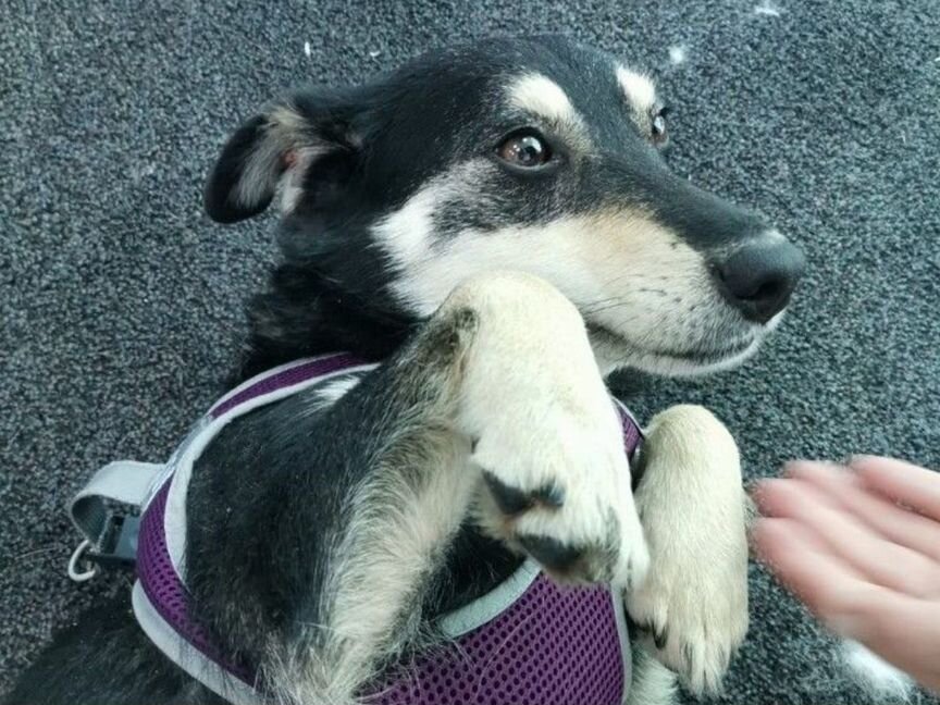 Собака чудо