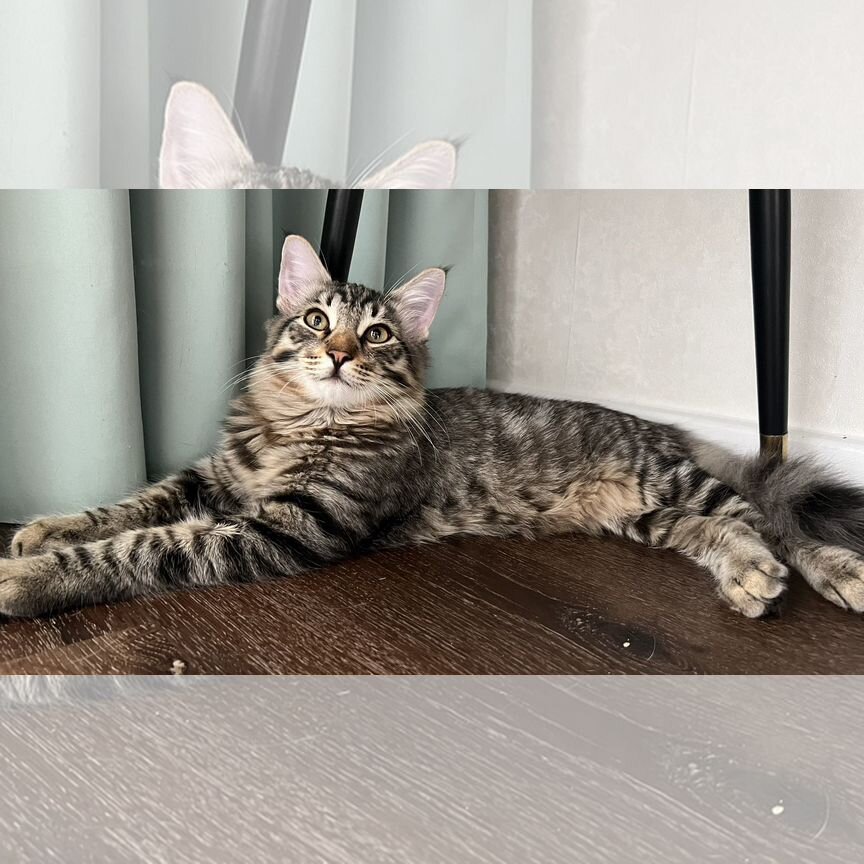 Активный котенок полосатик ищет дом