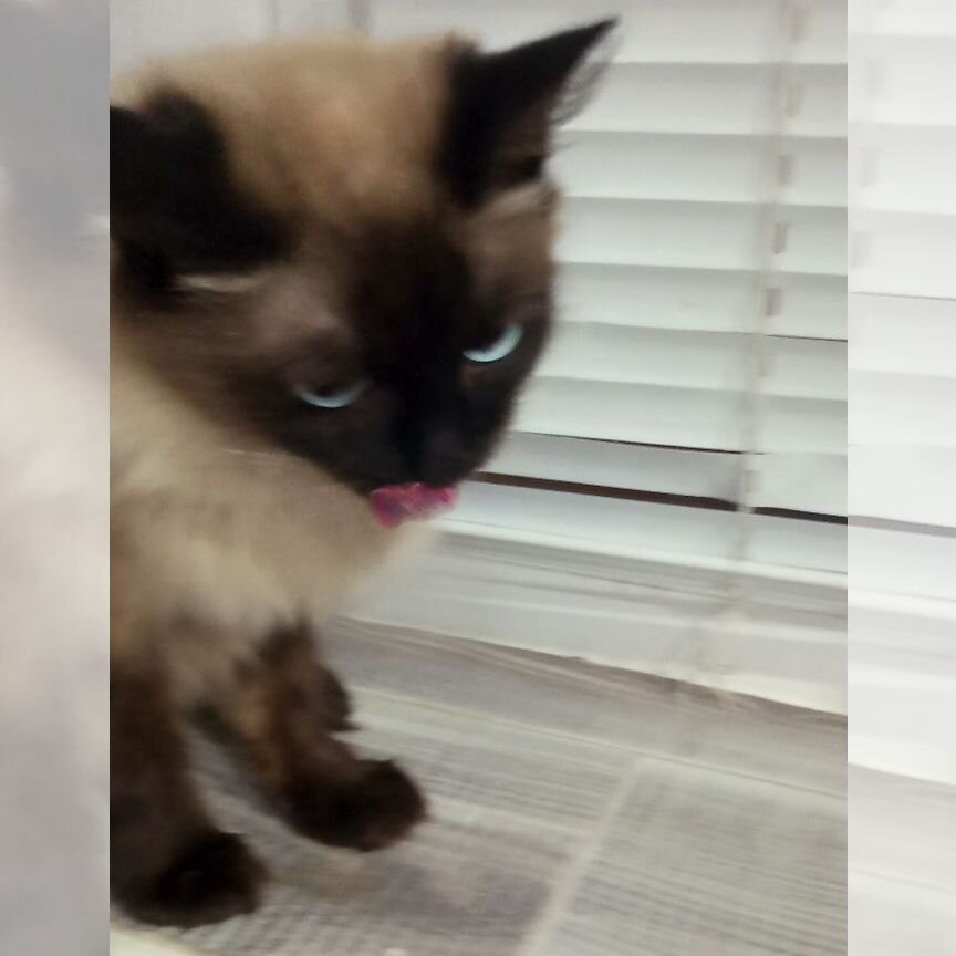 Сиамская, взрослая кошка