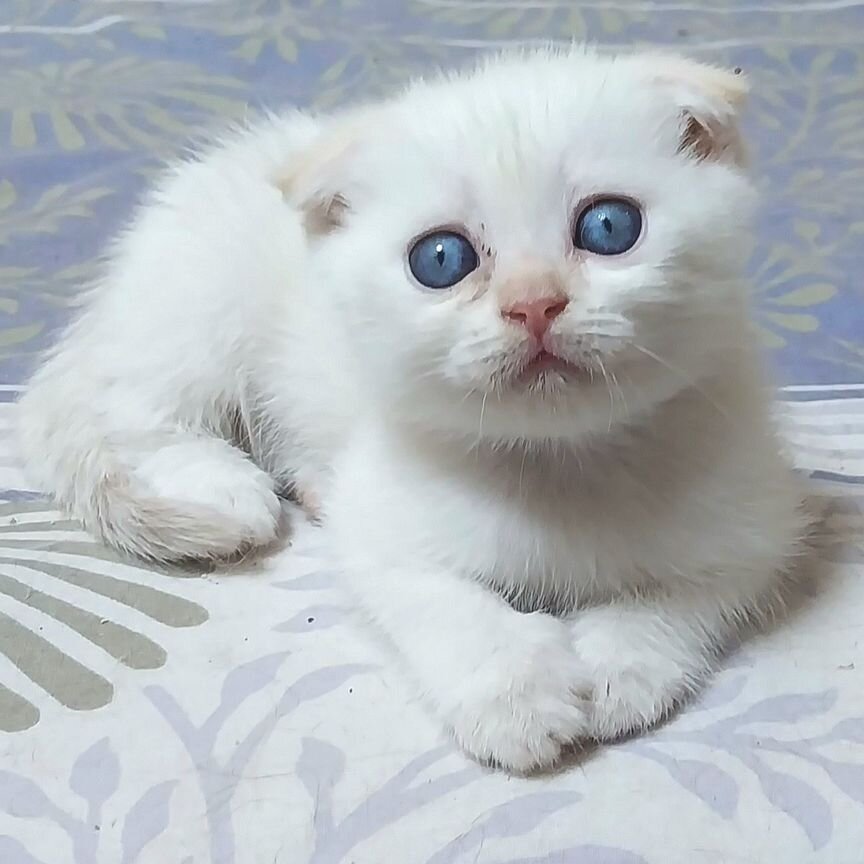 Шотландский вислоухий короткошёрстный котёнок