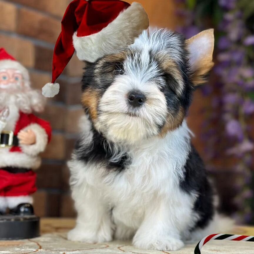 Бивер-йоркширский терьер, щенок