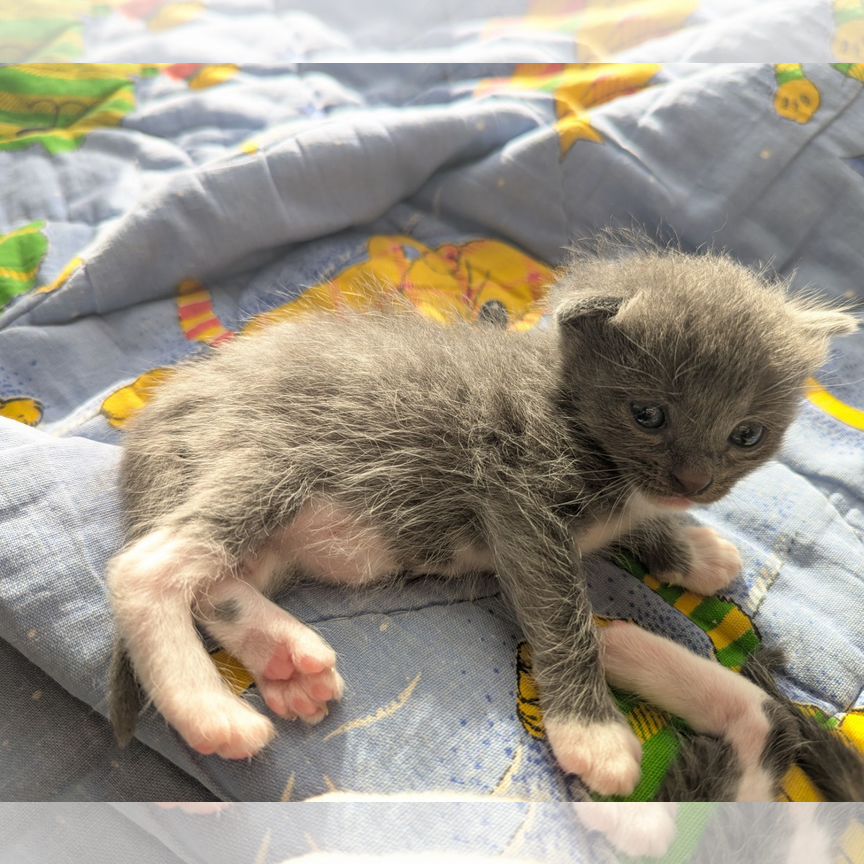 Котёнок в добрые руки