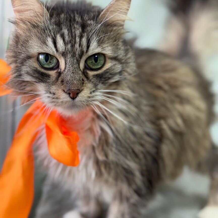 Кошка бесплатно в добрые руки