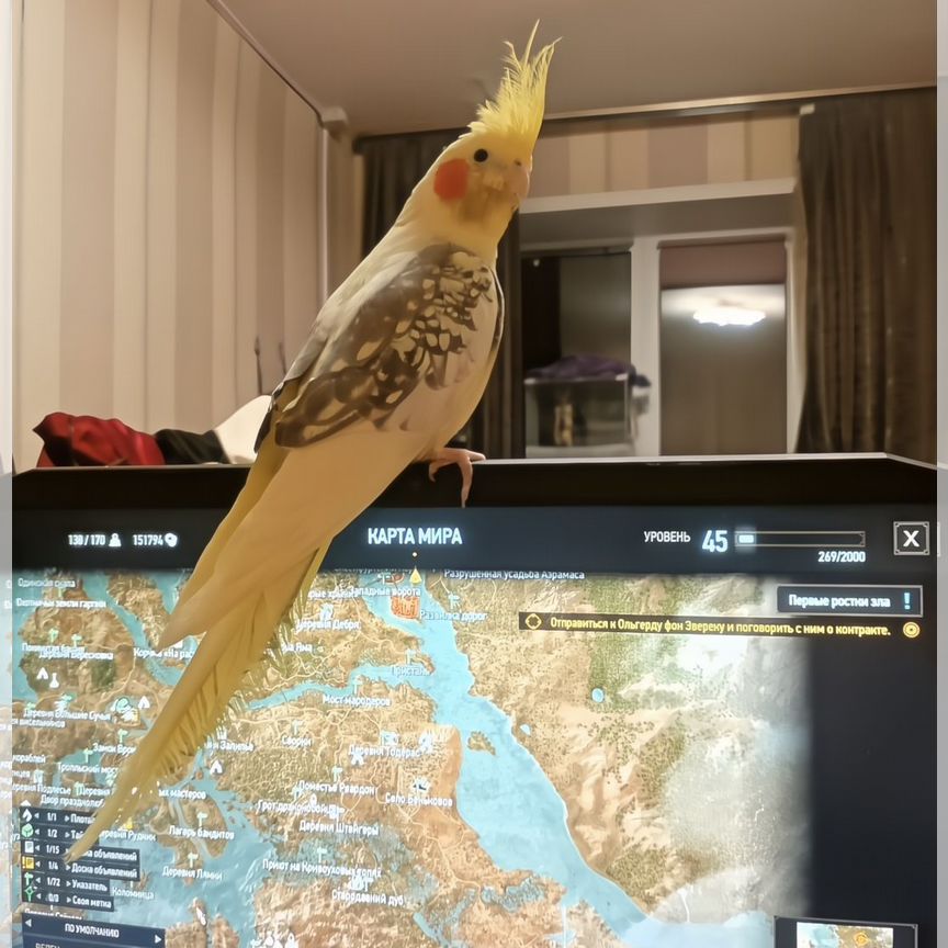 Попугай корелла с клеткой