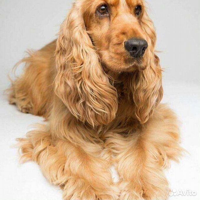 Кокер спаниель потеряшка в Деме
