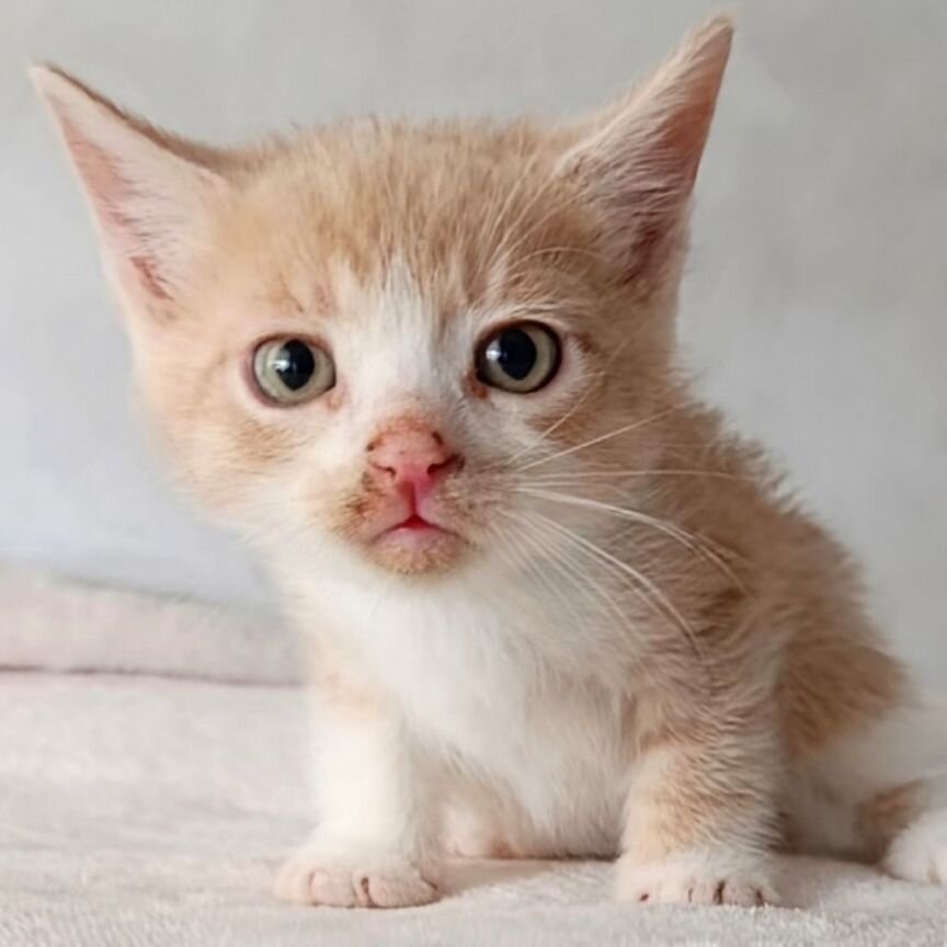 Европейский короткошёрстный котёнок
