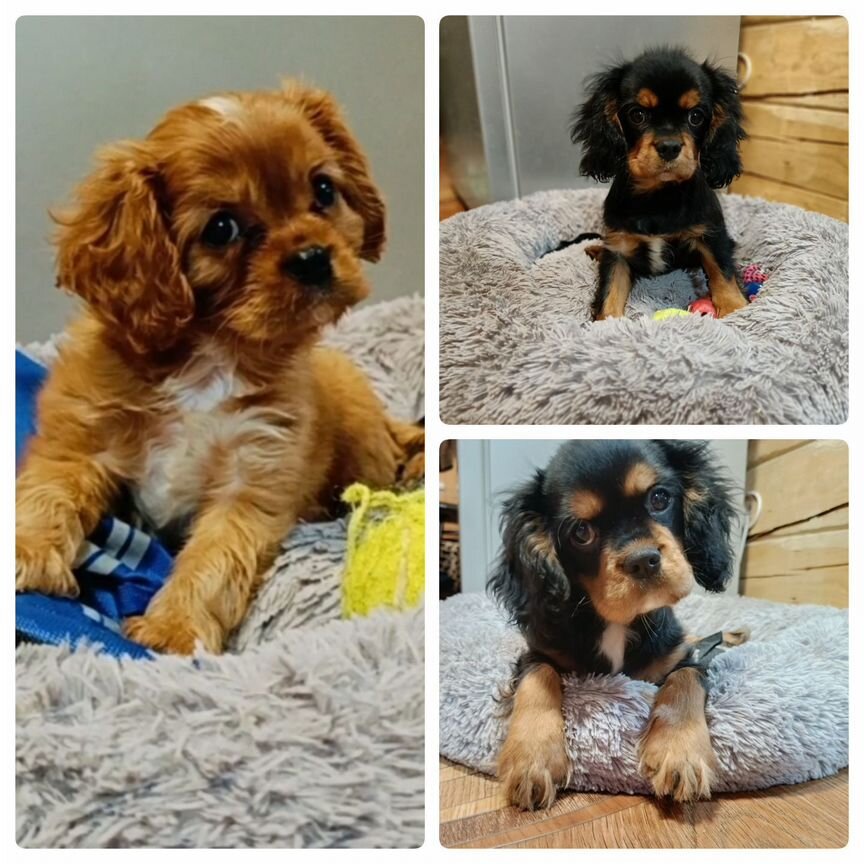 Кавалер кинг-чарльз-спаниель, щенок