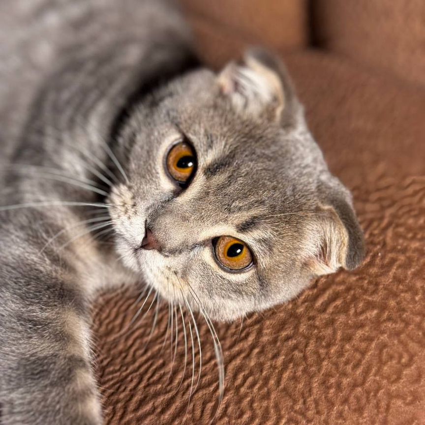 Шотландские вислоухие котята