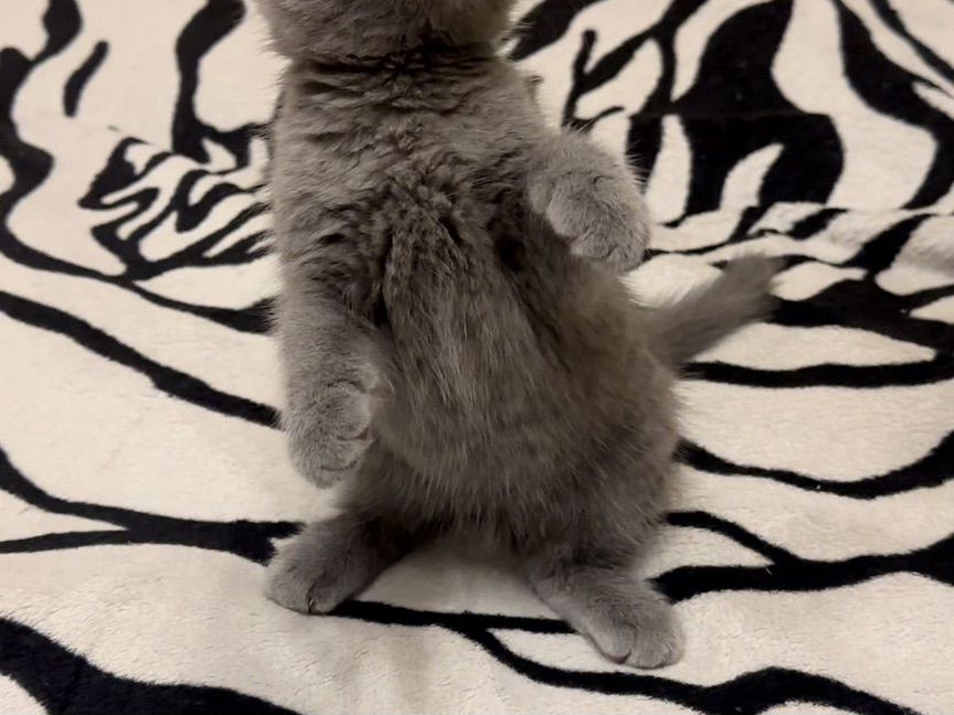 Милейший британский котёнок