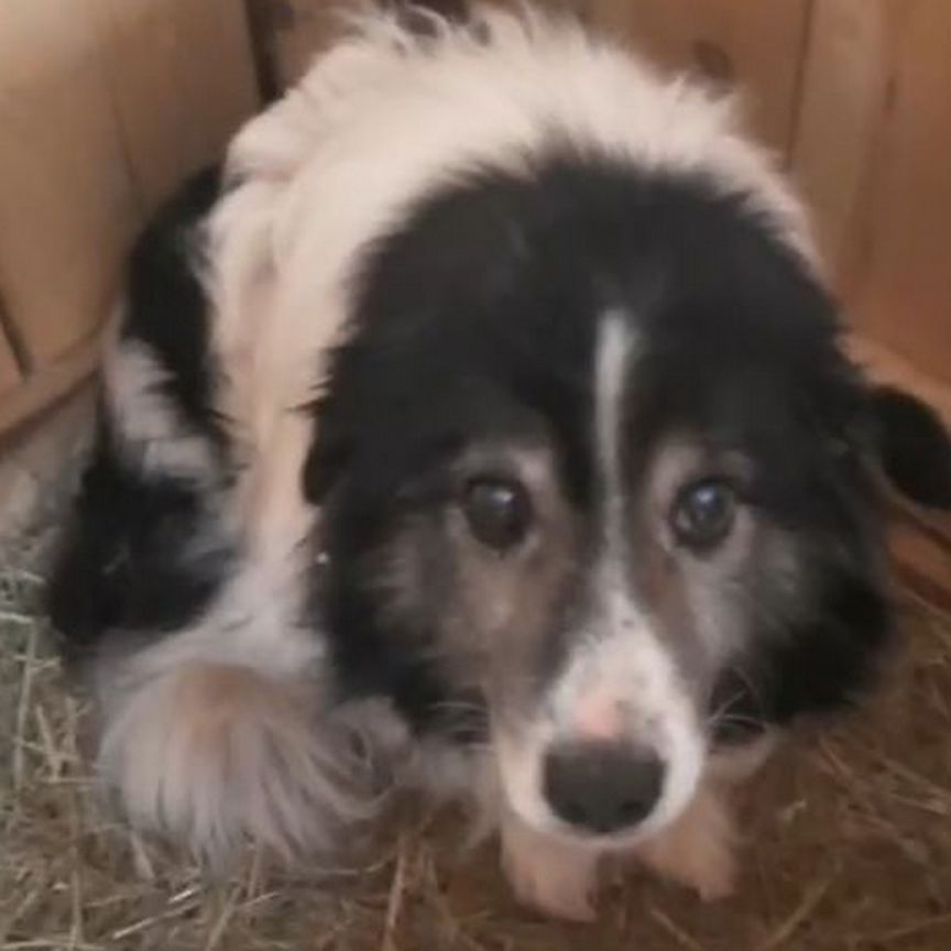 Взрослый пёс в добрые руки