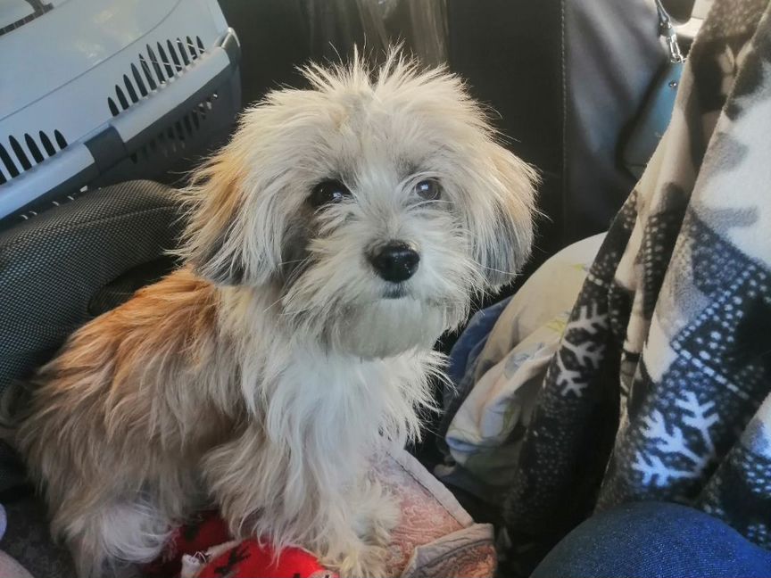 Маленький пёсик болонка мальчик Чапа