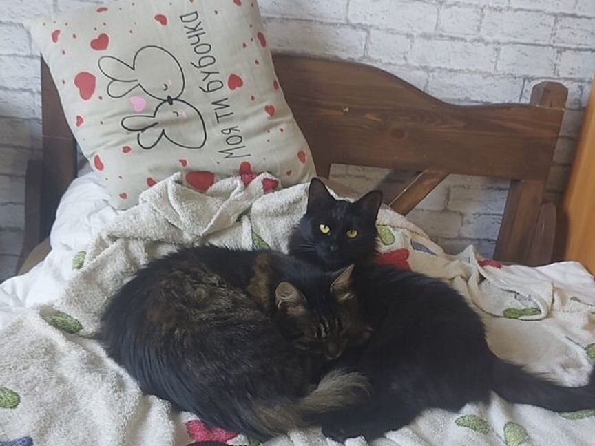 Черная кошка ищет любящую семью