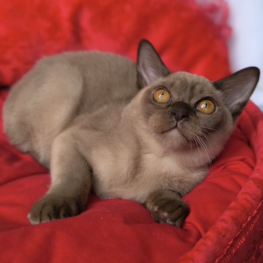 Европейский бурманский котёнок