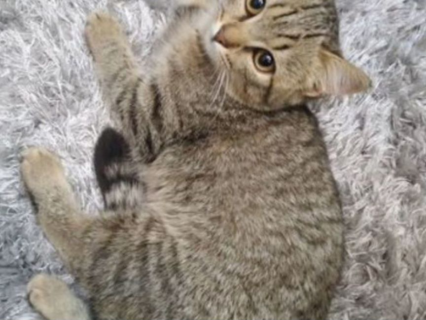 Котёнок в добрые руки