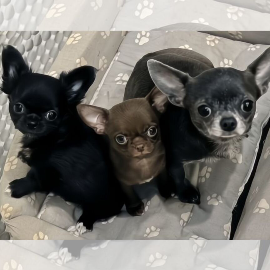 Чихуахуа, щенок