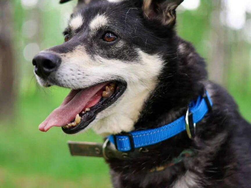 Собака в добрые руки