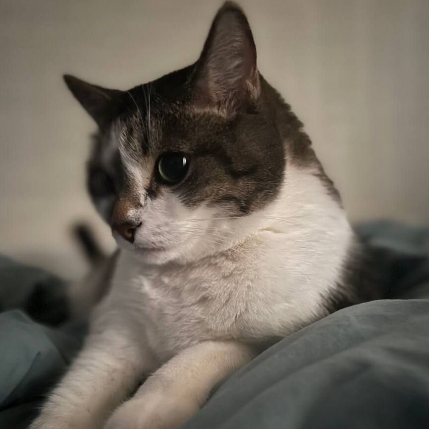 Кот в добрые руки