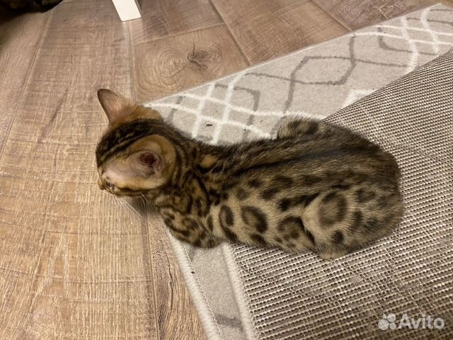 Бенгальские котята