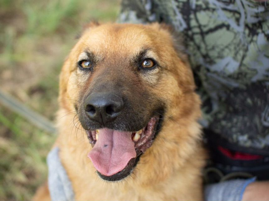 Очаровательный приютский рыжик Кай