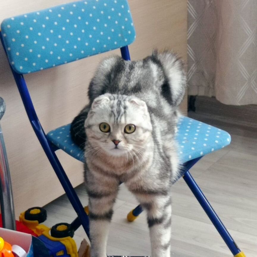 Шотландская вислоухая кошечка