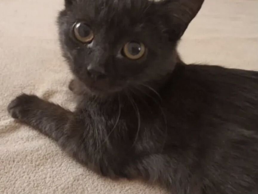 Котенок девочка умница